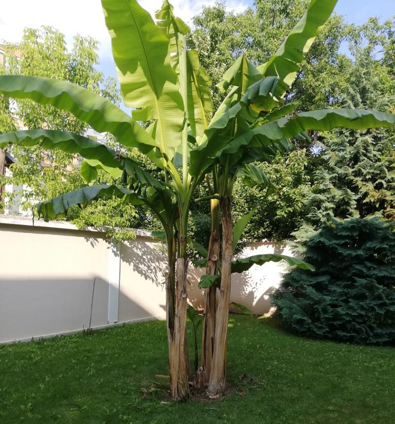 U Kraljevu počele da rastu i banane - KV NOVOSTI ONLINEKV NOVOSTI ONLINE